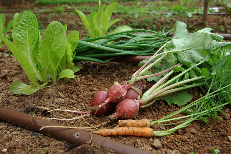 May Vegetable Garden USDA Zones -- Harvest to Table