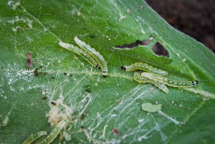 Imported Cabbageworm Organic Pest Control -- Harvest to Table