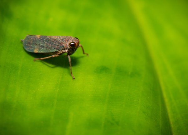 Common Vegetable Garden Insect Pests and How to Control Them