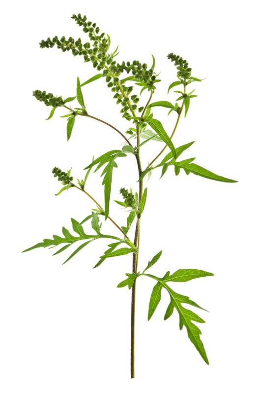 Ragweed Organic Weed Control -- Harvest to Table