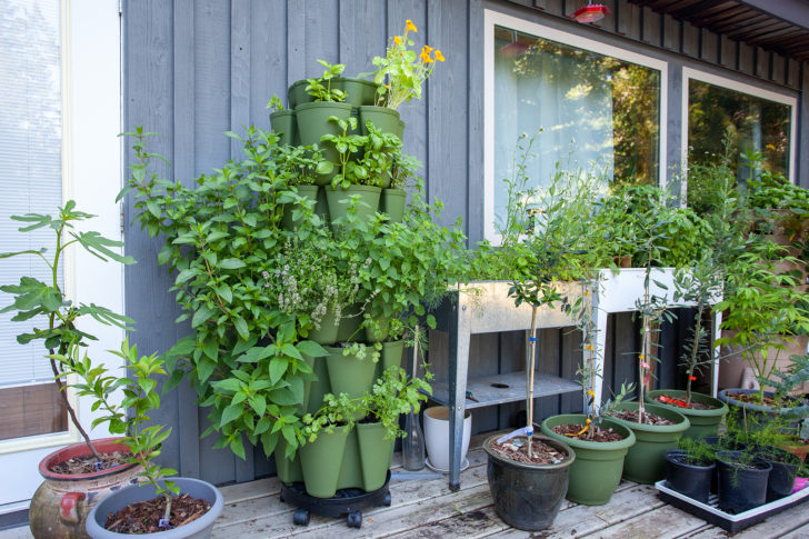 Container Vegetable Gardening Guide -- Harvest to Table