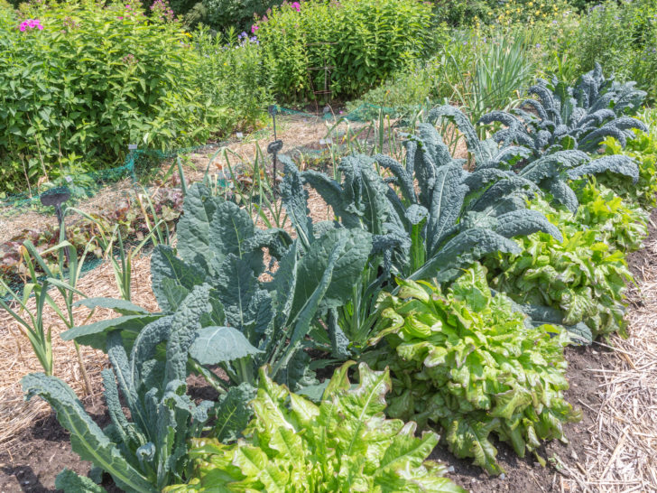 How to Plant a Fall Vegetable Garden -- Harvest to Table
