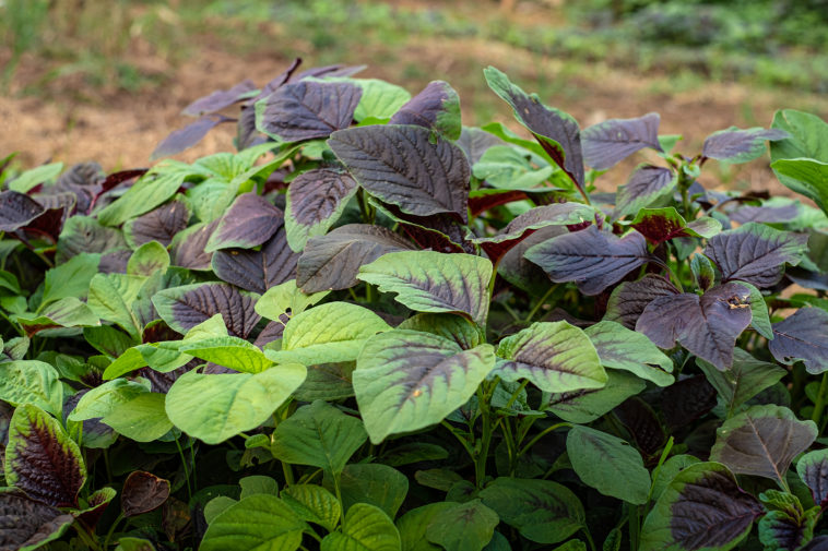 40 Chinese Vegetables to Grow -- Harvest to Table