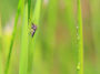 Aphid MIdge Beneficial Insect -- Harvest to Table