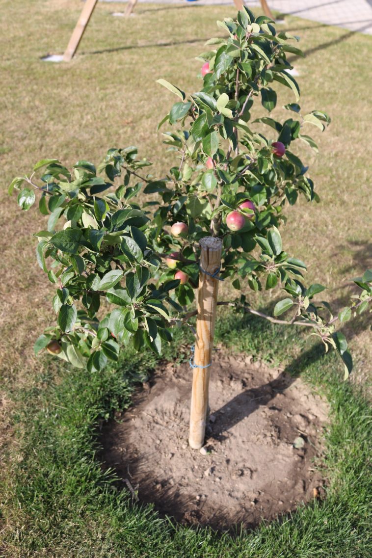How to Train a Fruit Tree -- Harvest to Table