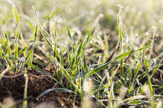Cover Crops and Green Manure in the Home Vegetable Garden