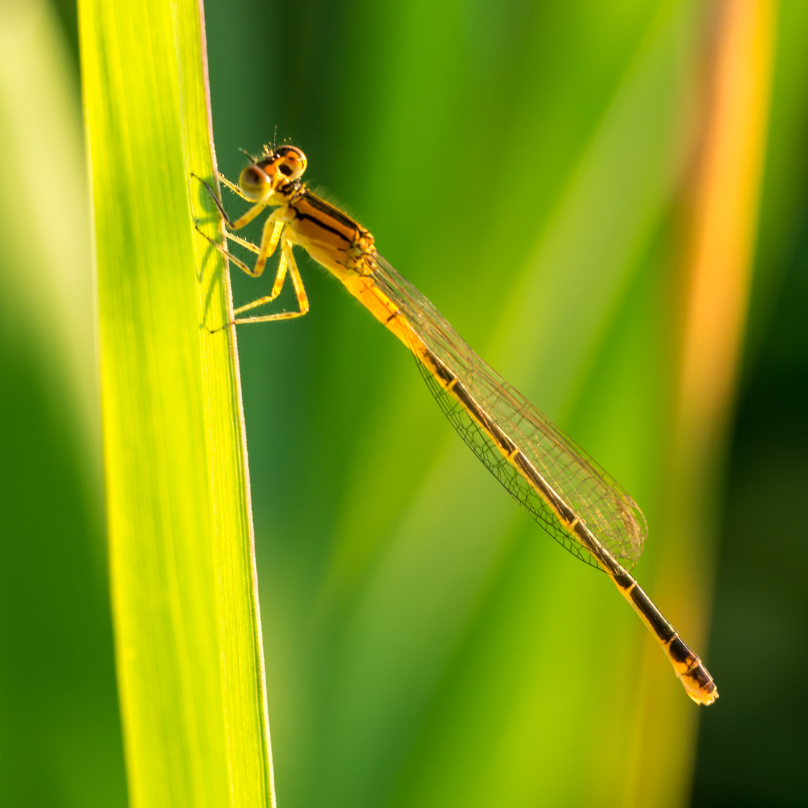 Dragonfly and Damselfly Beneficial Insects -- Harvest to Table