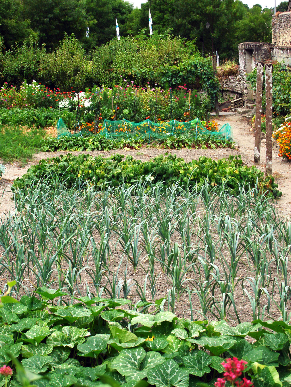Intensive Planting in the Vegetable Garden -- Harvest to Table