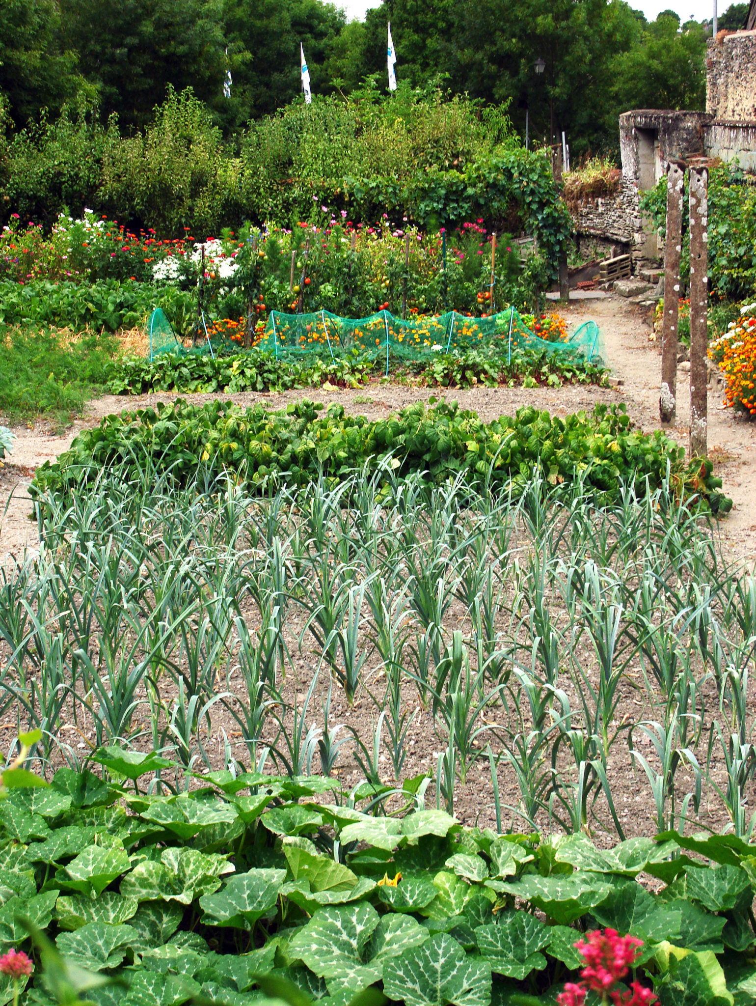Intensive Planting in the Vegetable Garden -- Harvest to Table