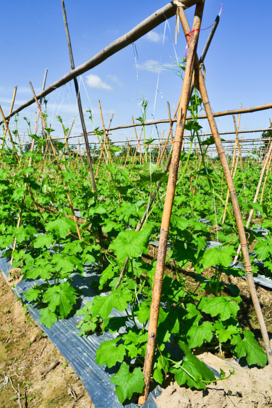 Vertical Vegetable Gardening -- Harvest to Table