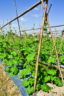 Vertical Vegetable Gardening -- Harvest to Table