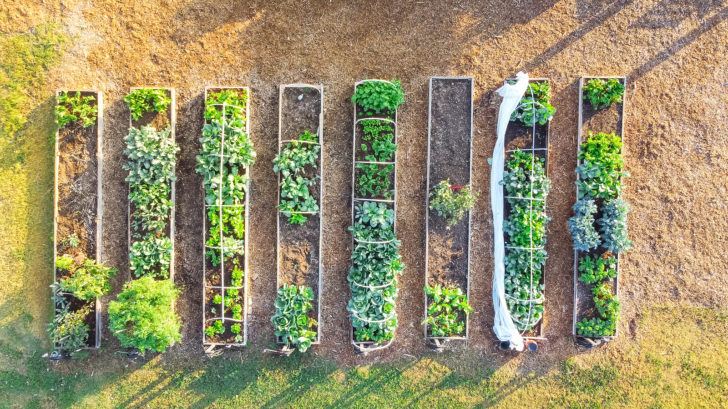Intensive Planting in the Vegetable Garden -- Harvest to Table