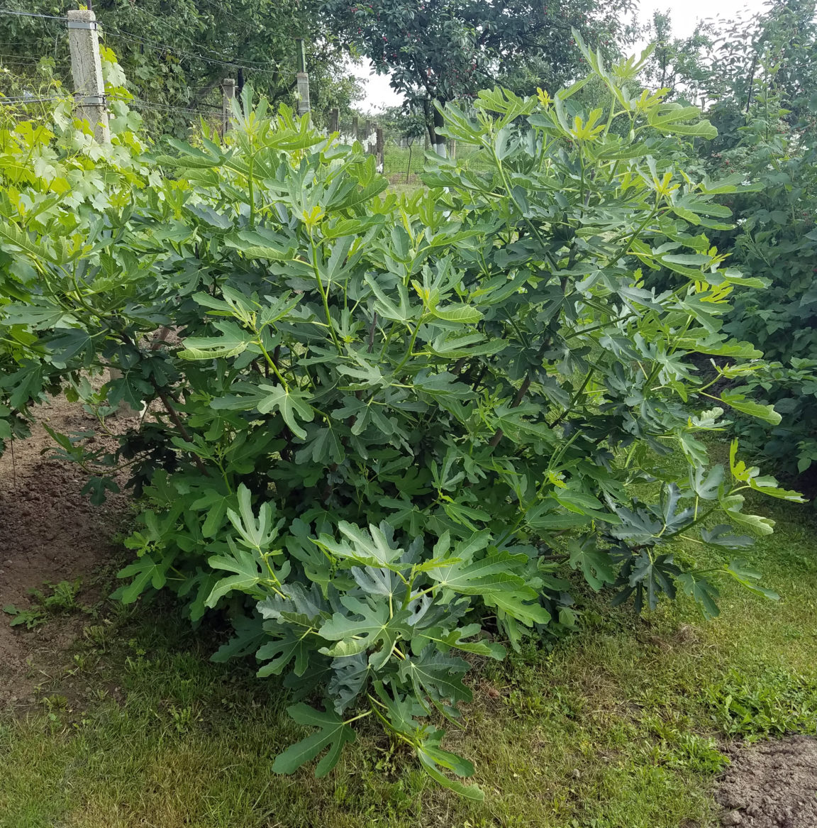 Fig Trees: How to Plant, Grow, and Prune Figs - Harvest to Table