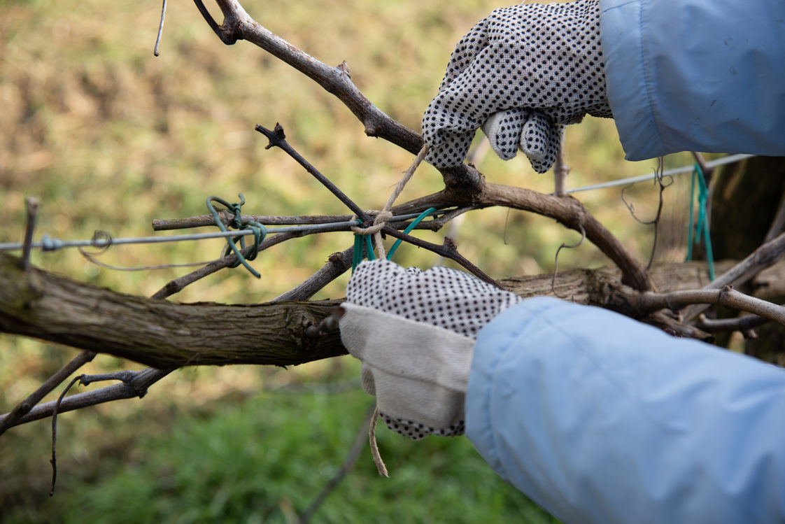 How to Plant, Grow, Prune, and Harvest Grapes - Harvest to Table