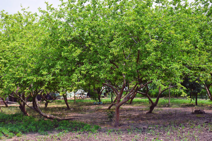 How to Grow an Care for Guava -- Harvest to Table