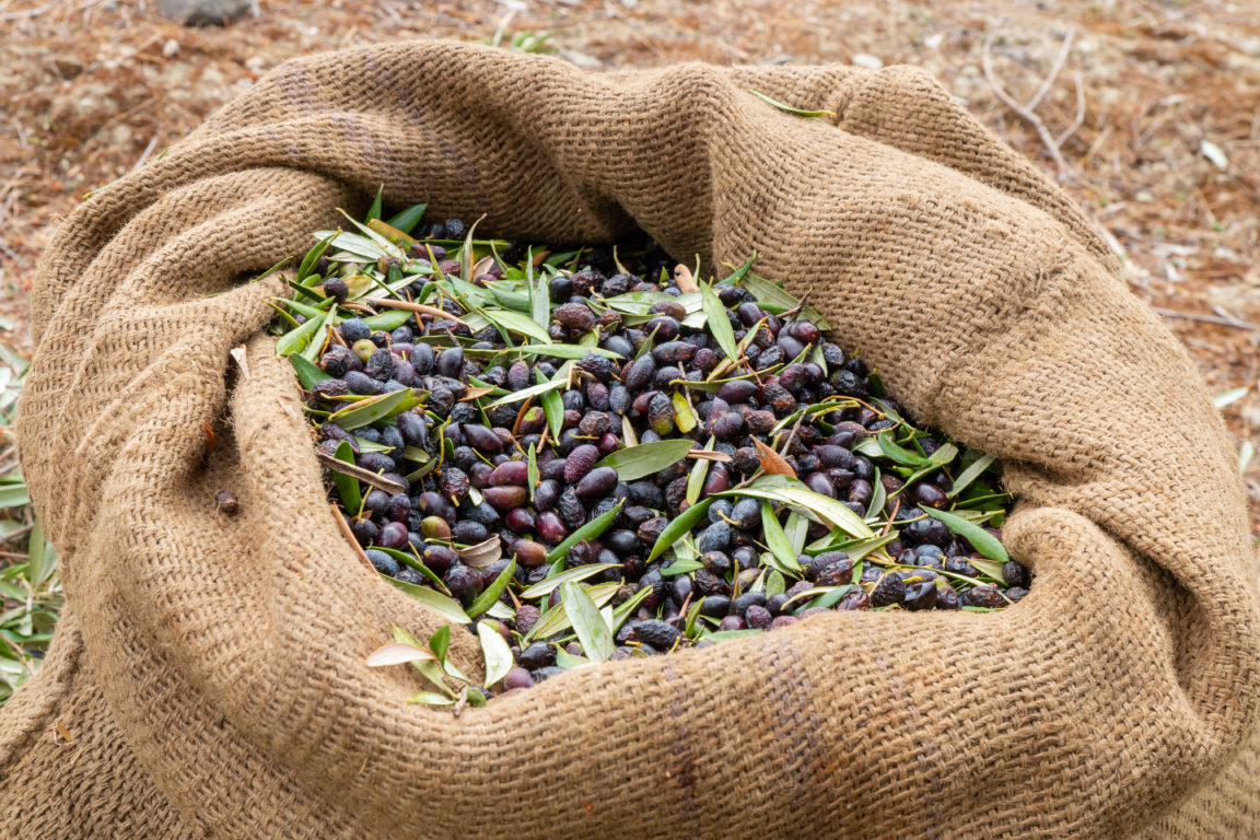 How to Plant, Grow, and Prune Olive Trees - Harvest to Table