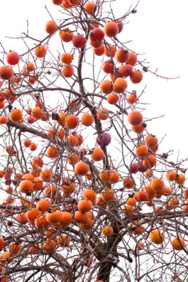 How to Plant, Grow, and Harvest Persimmons - Harvest to Table