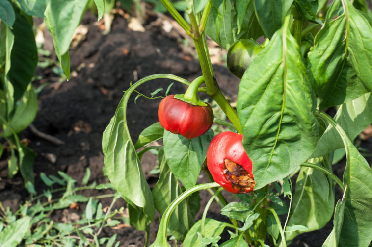 Pepper Growing Problems and Solutions