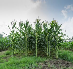 Sweet Corn Pests and Diseases: What to Watch For