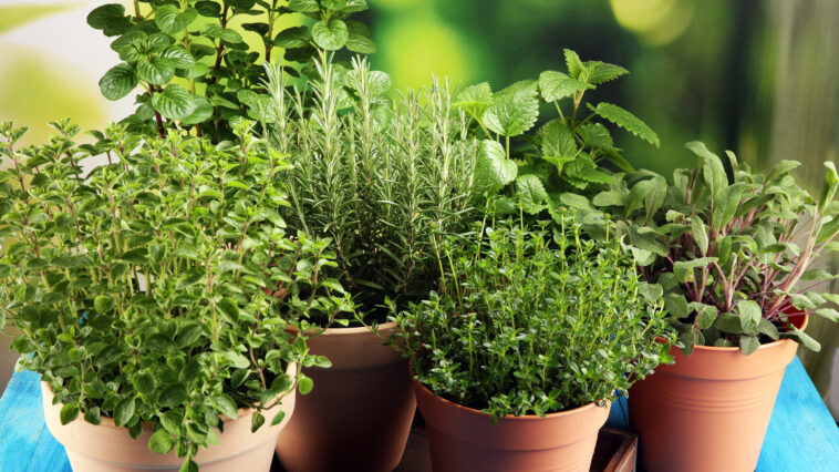 Herbs That Grow in Cool Weather -- Harvest to Table