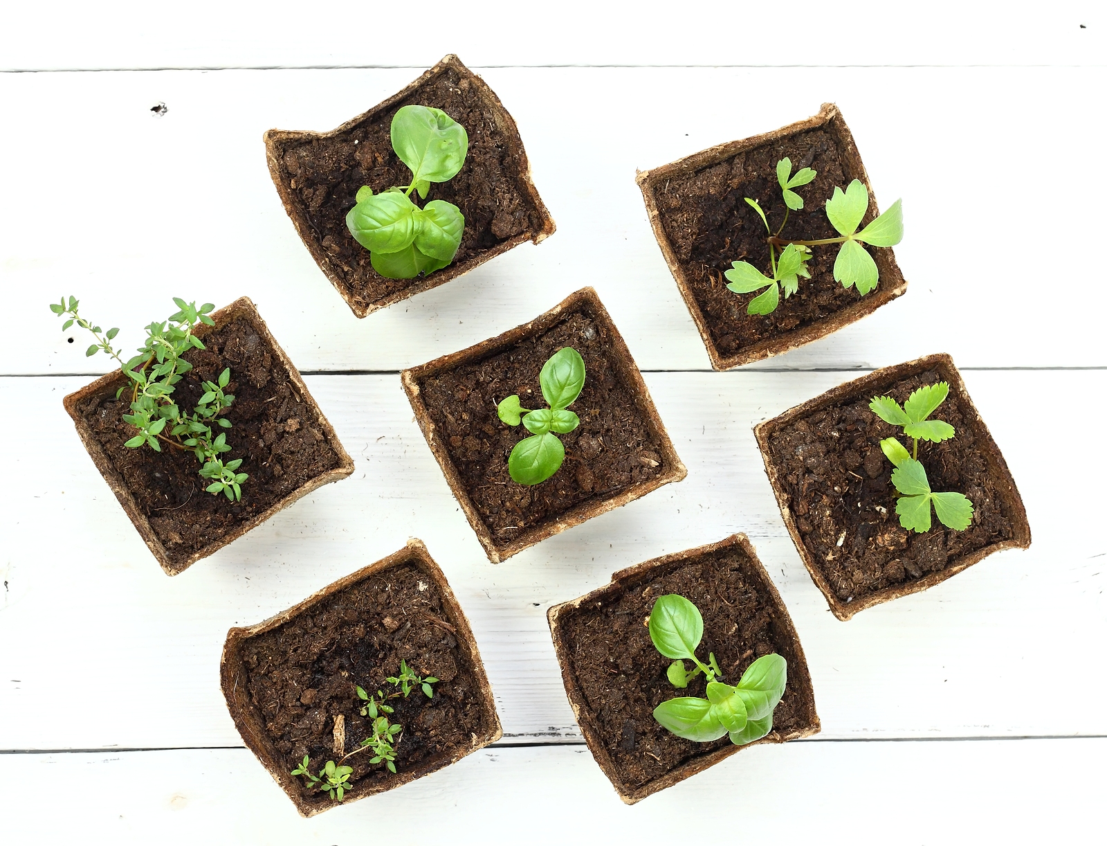 How to Grow Herbs - Harvest to Table