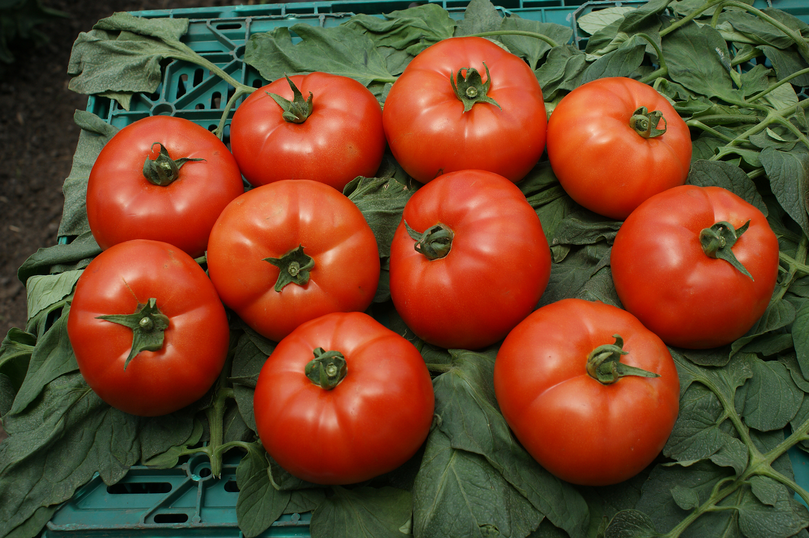 Tomato Flavor Explained -- Harvest to Table