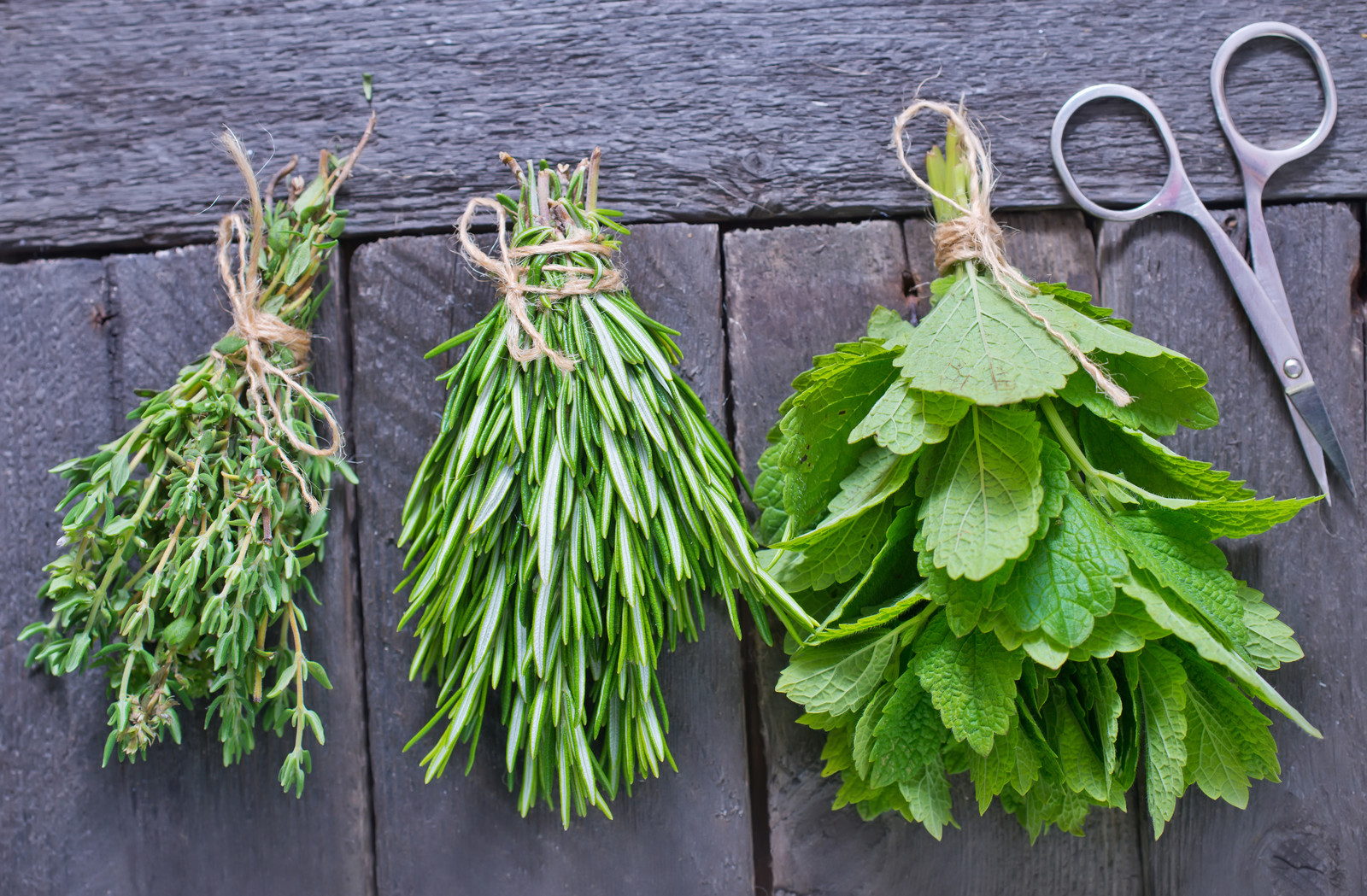 How to Grow Herbs - Harvest to Table