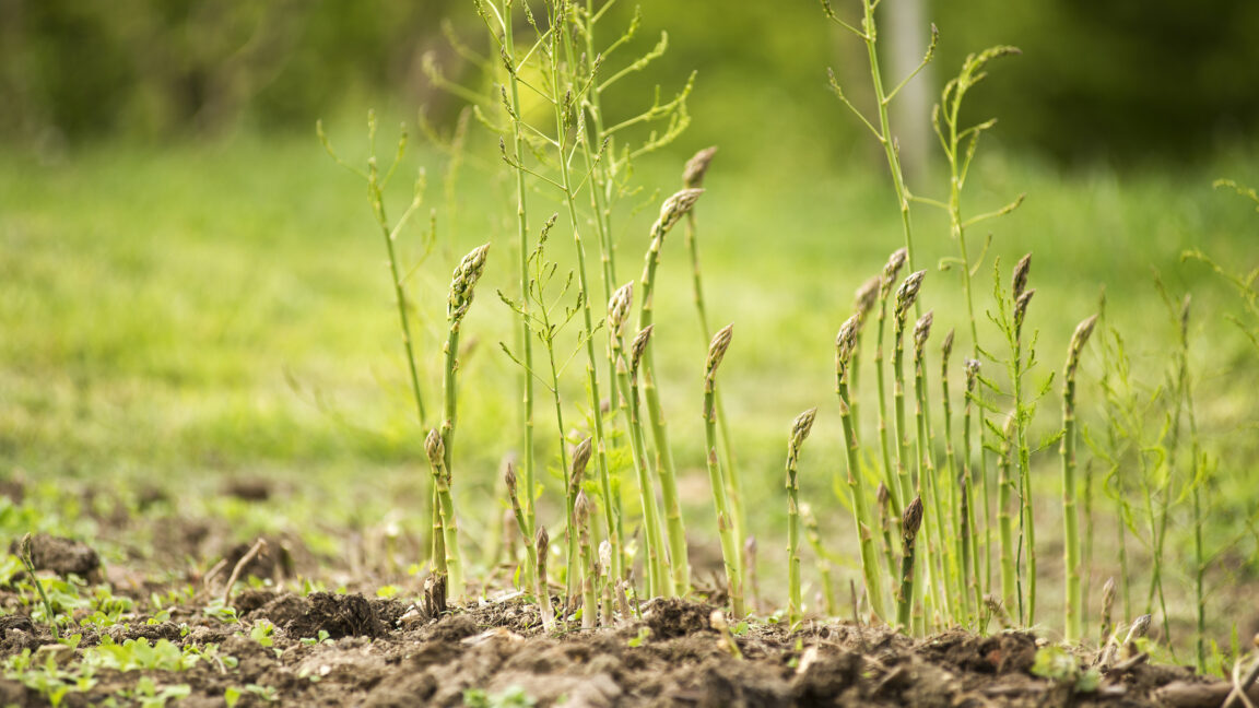 How to Grow and Care for Lentils -- Harvest to Table