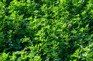 Cover Crops and Green Manure in the Home Vegetable Garden