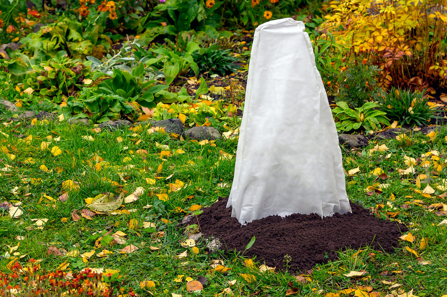 Garden Cloche and Hot Cap Buyer's Guide - Harvest to Table