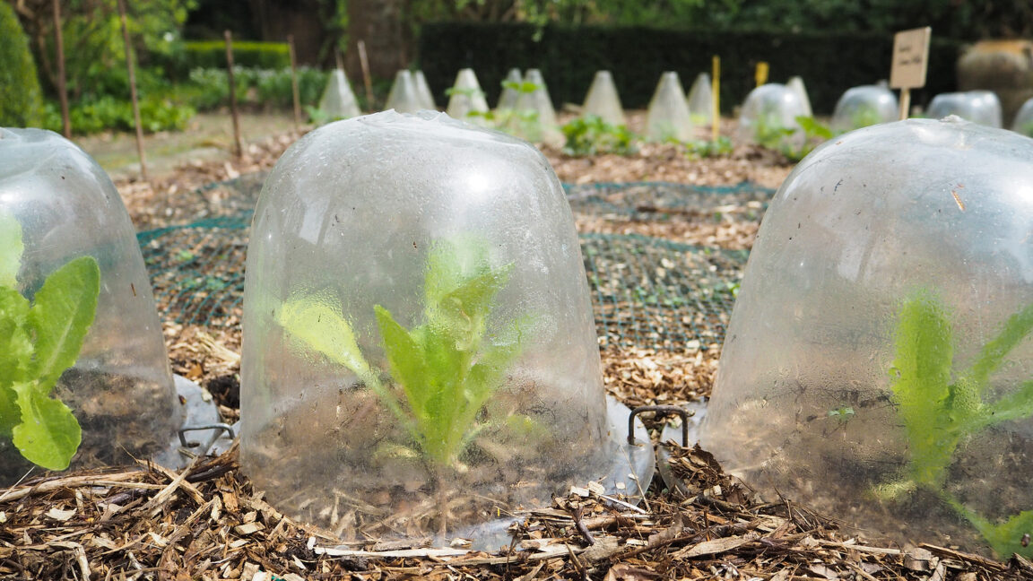 Vegetable Seedling Protection - Harvest to Table