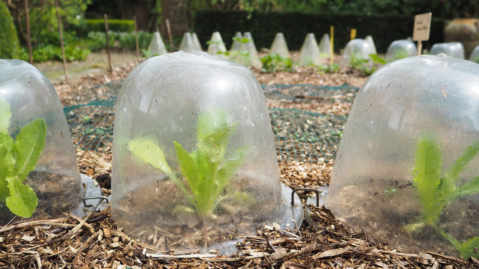 Vegetable Seedling Protection - Harvest to Table