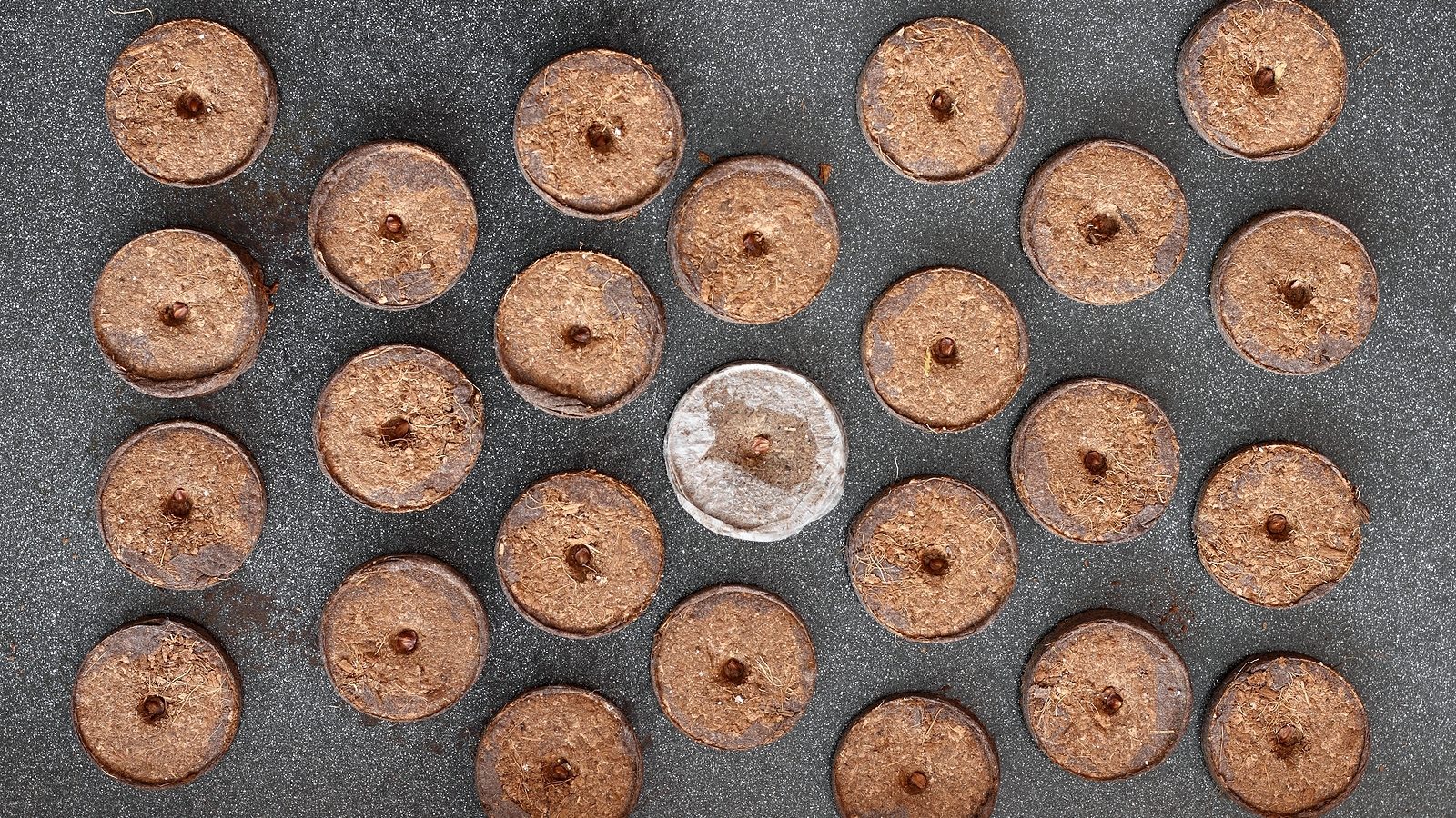 Seedling Heat Mat Buyer's Guide - Harvest to Table