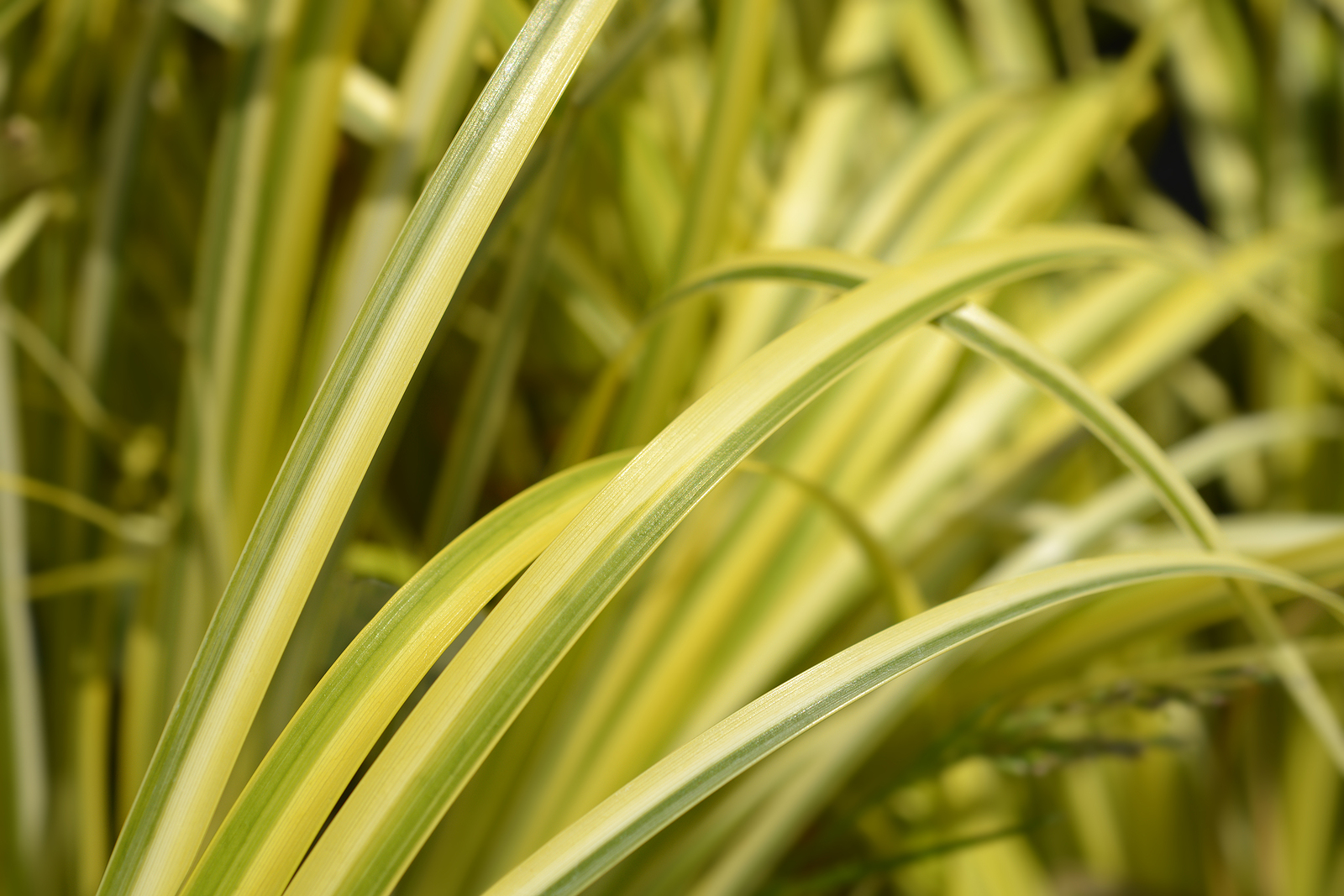 How to Grow Acorus - Sweet Flag