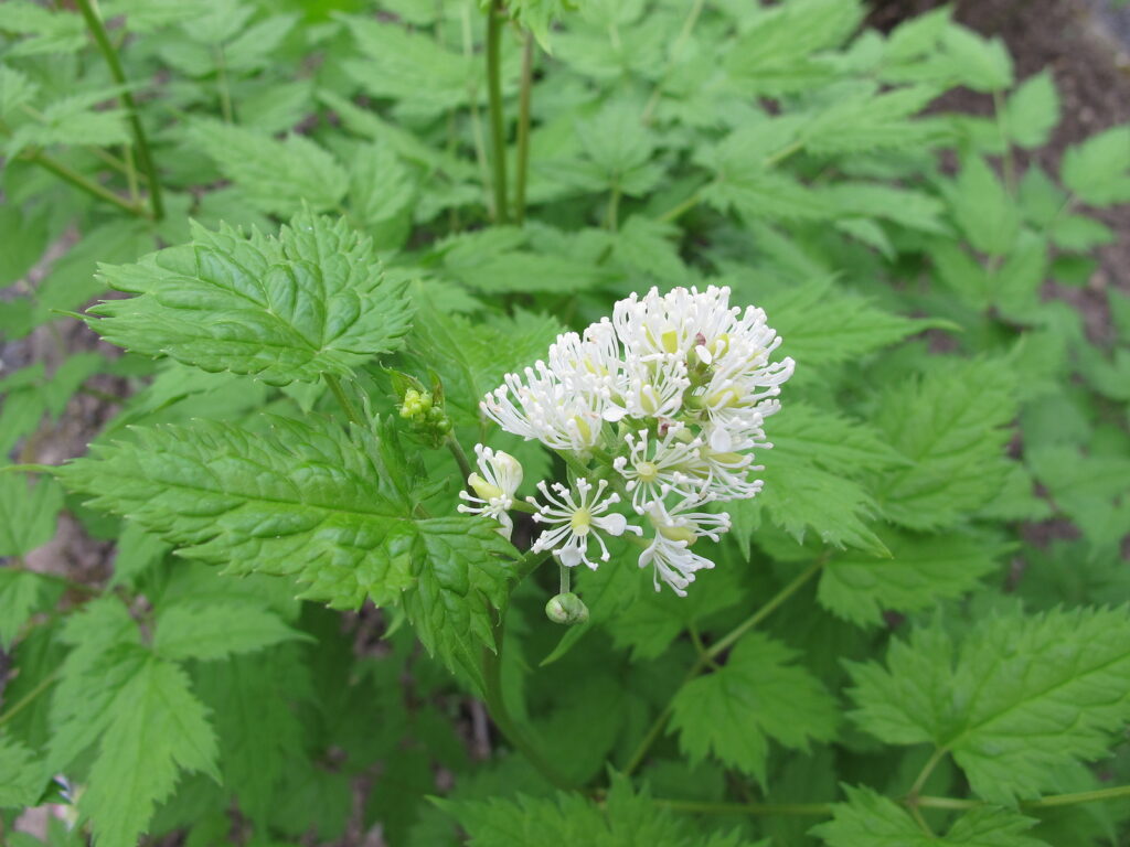 How to Grow Actaea - Baneberry
