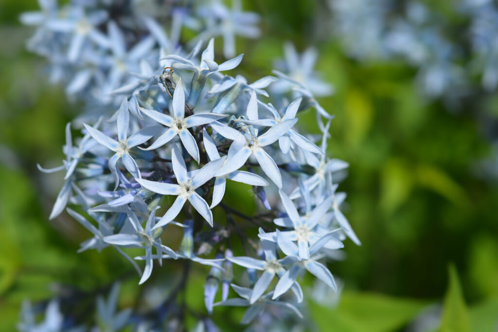 How to Grow Amsonia - Blue Star Flower