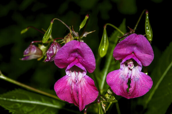 How to Grow and Care for Snapdragons