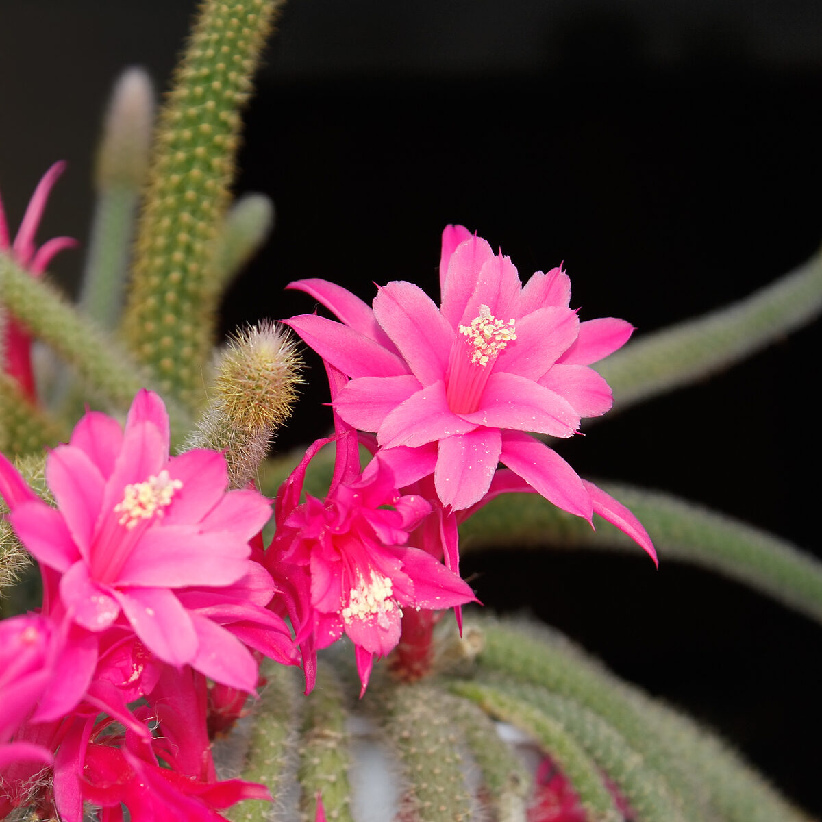 How to Grow Melocactus - Melon Cactus