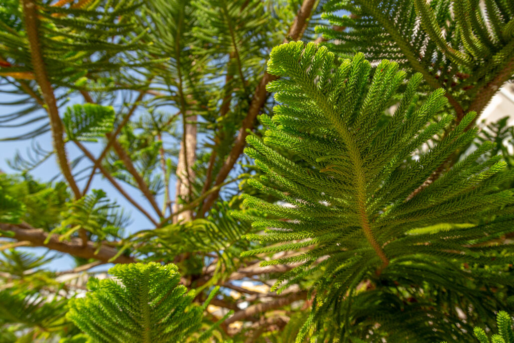 How to Grow Araucaria - Norfolk Island Pine