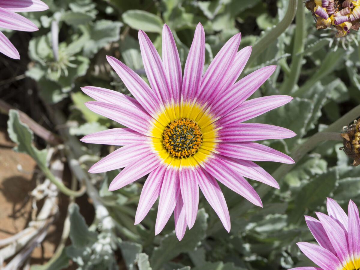 Average First and Last Frost Dates for Cities, States, and Countries