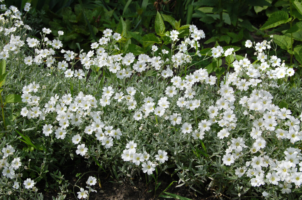 How to Grow Arenaria - Sandwort