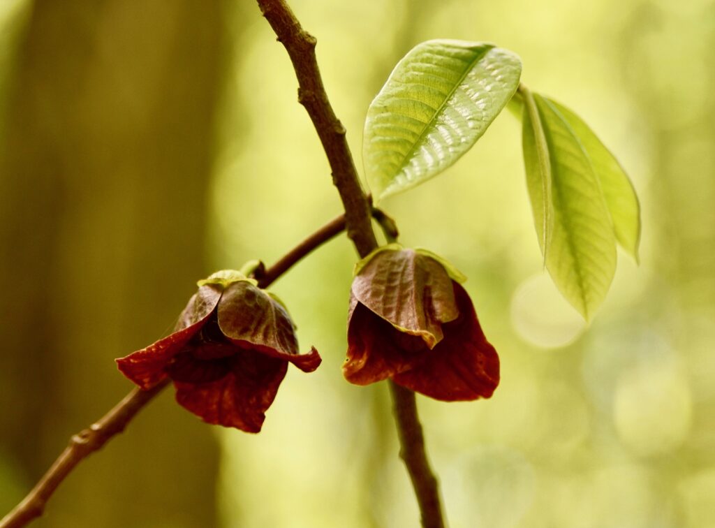 How to Grow Laburnum - Golden Chain Tree - Harvest to Table