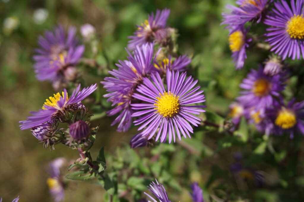 Ten Autumn Blooming Perennials for Sun or Part Sun
