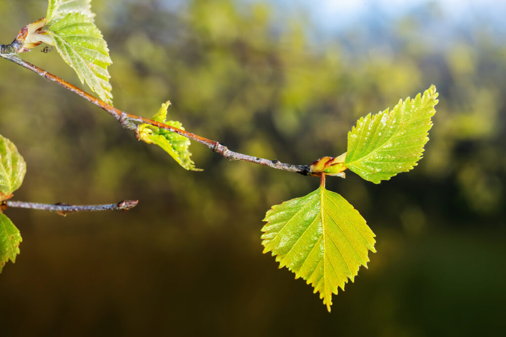 How to Grow Birch - Betula