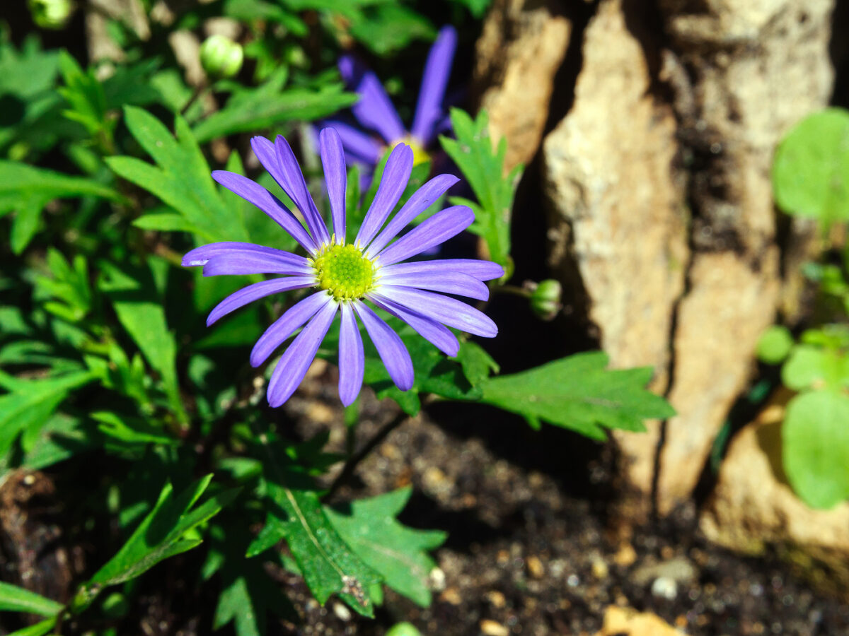 How to Grow Blue Gum - Eucalyptus