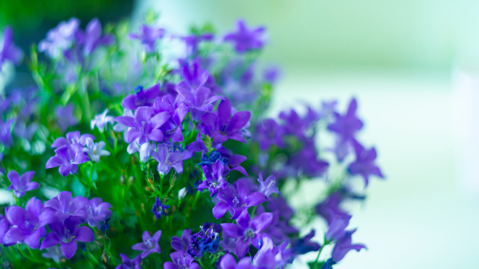 How to Grow Platycodon - Balloon flower