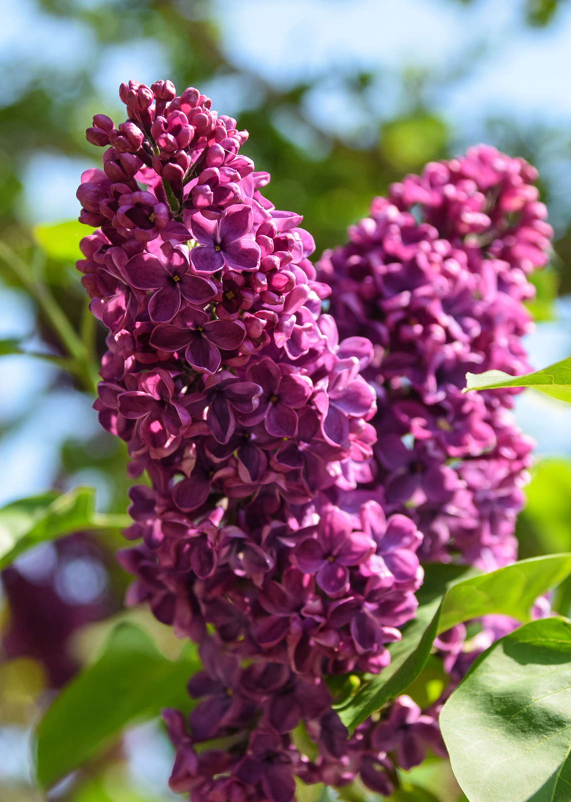 How to Grow Buddleia - Butterfly Bush