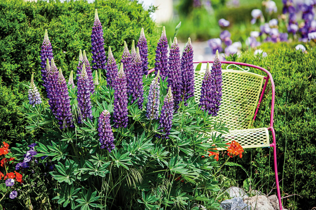 How to Grow Cimicifuga - Bugbane