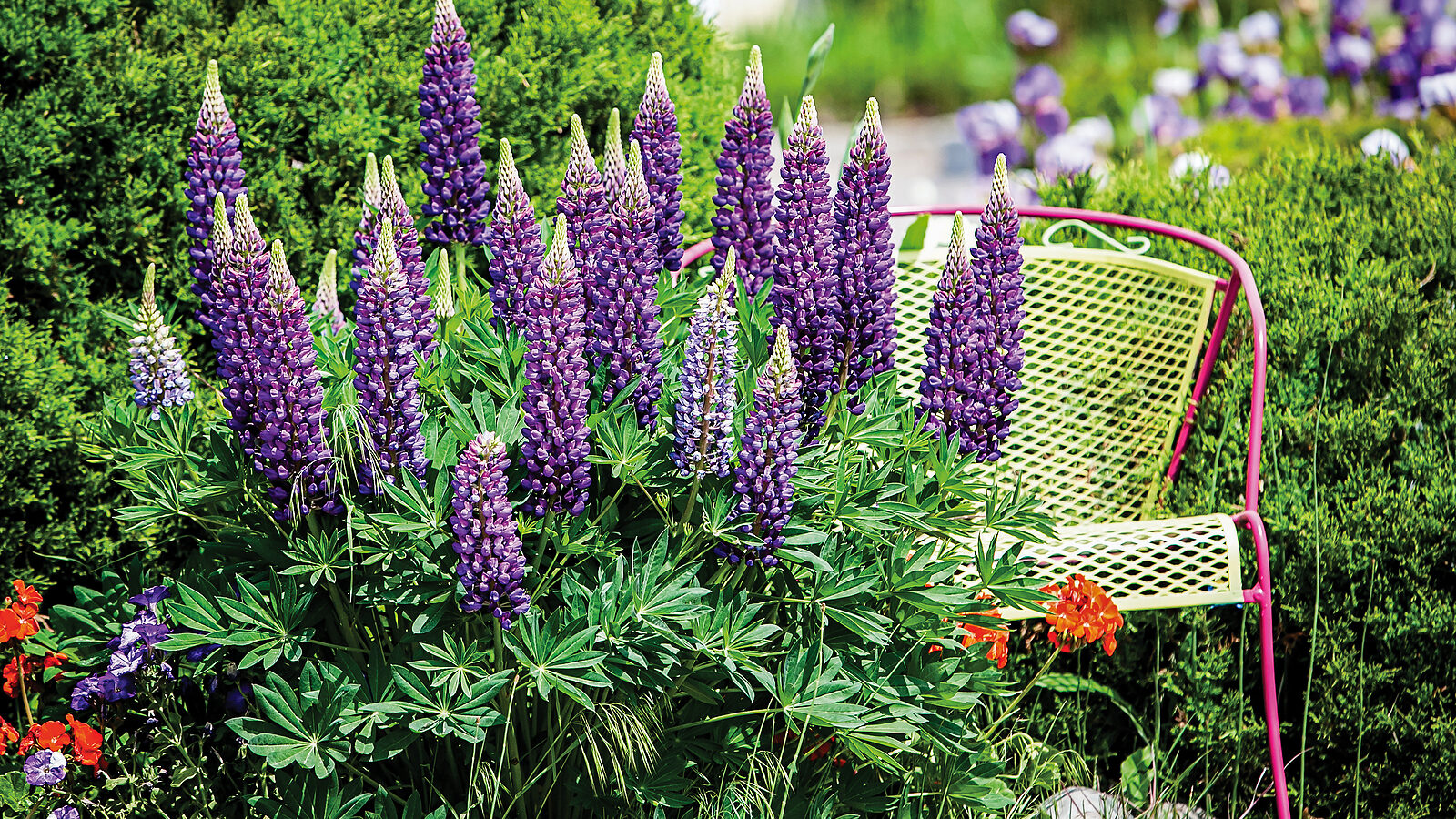 How to Grow Indigofera - Indigo Bush