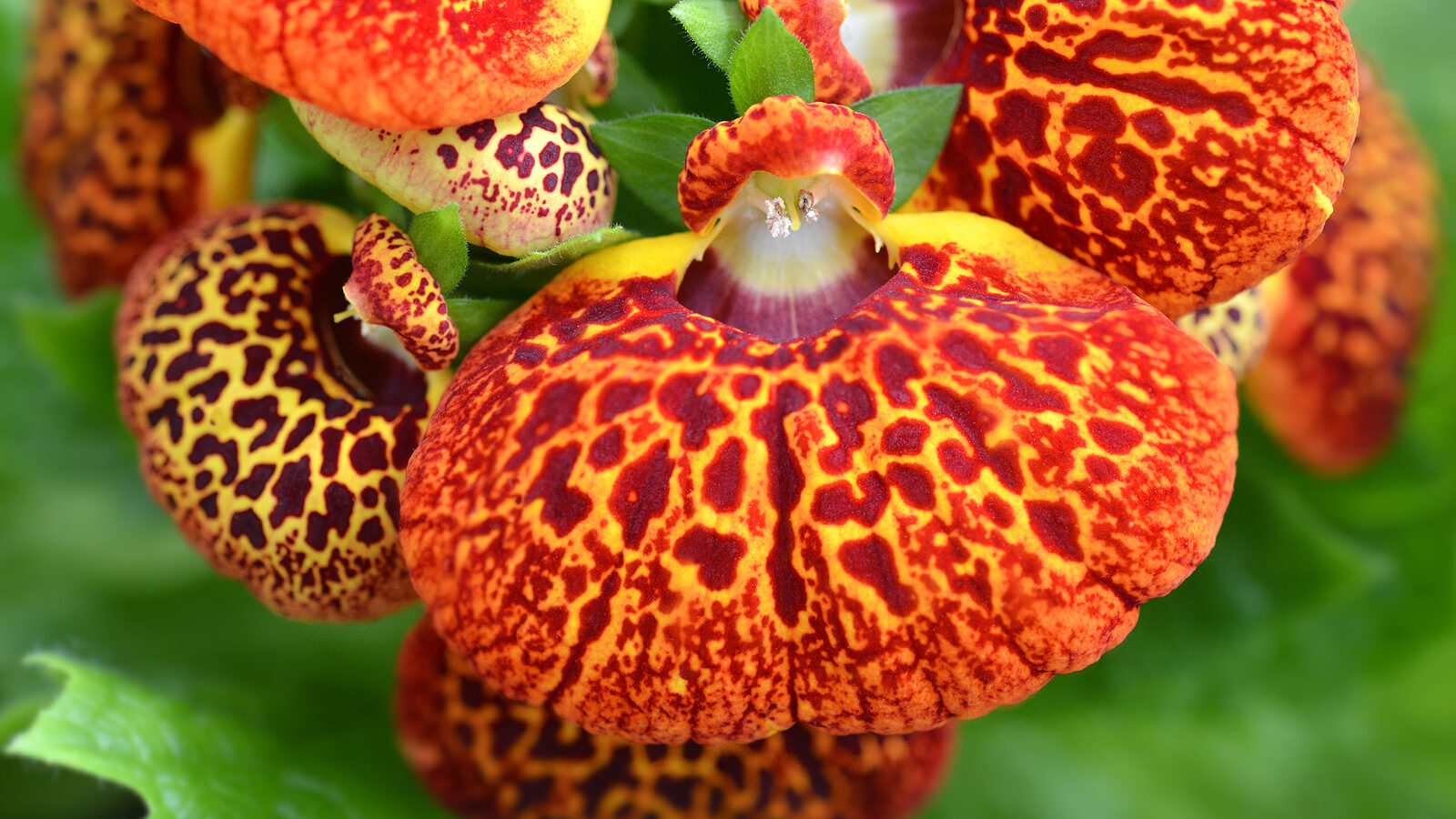 How to Grow Platycodon - Balloon flower